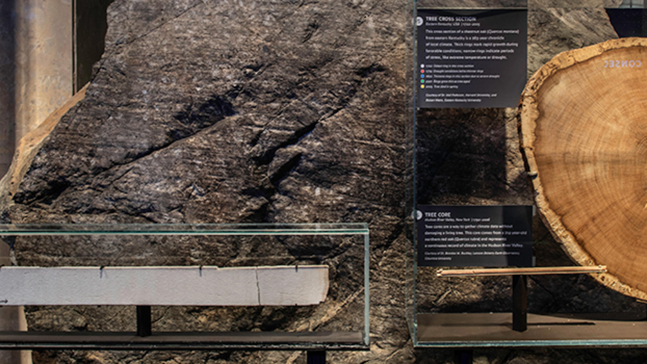 Climate Proxies | AMNH