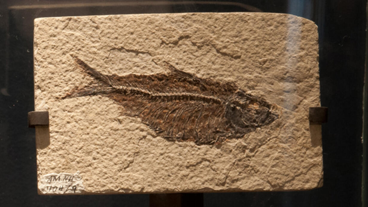 Fossil fish | AMNH