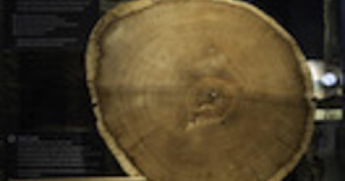 Tree Cross Section | AMNH