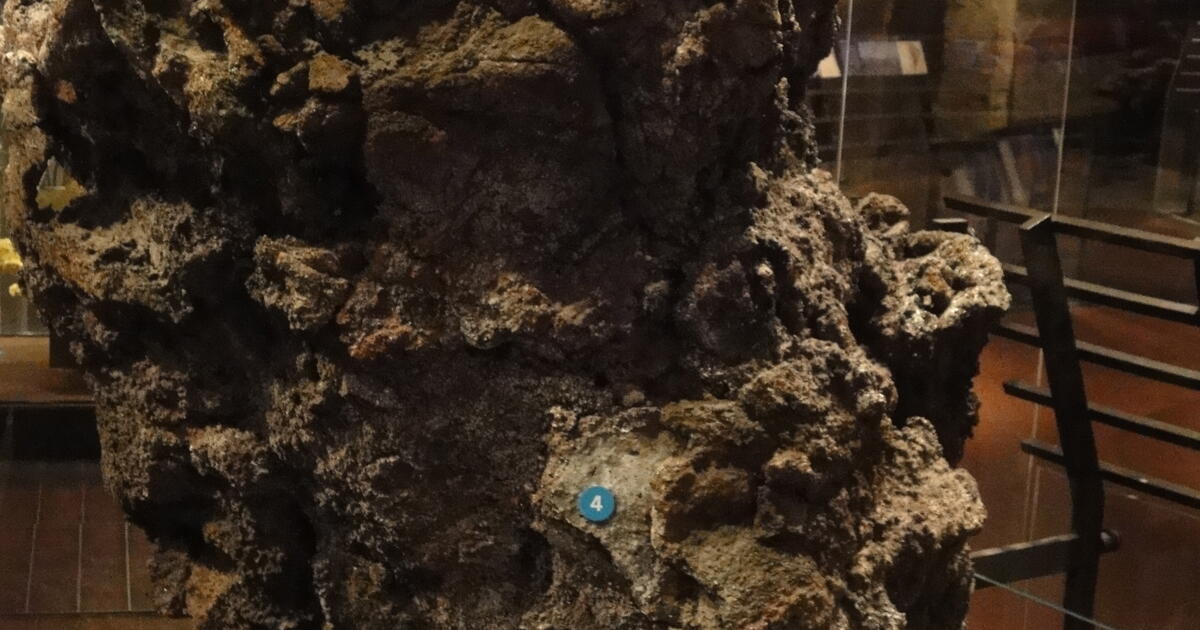 Lava Tree | AMNH