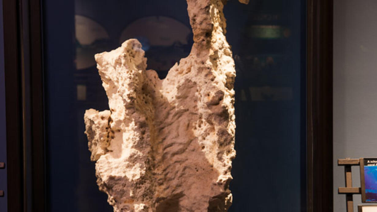 Coral Skeleton | AMNH