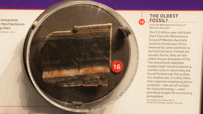 Life Explodes | AMNH