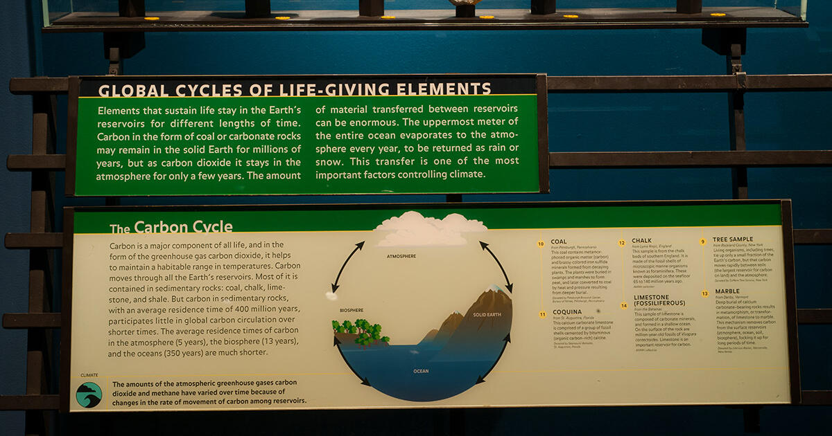 The Carbon Cycle | AMNH