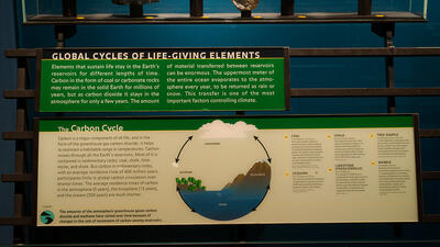 The Carbon Cycle | AMNH