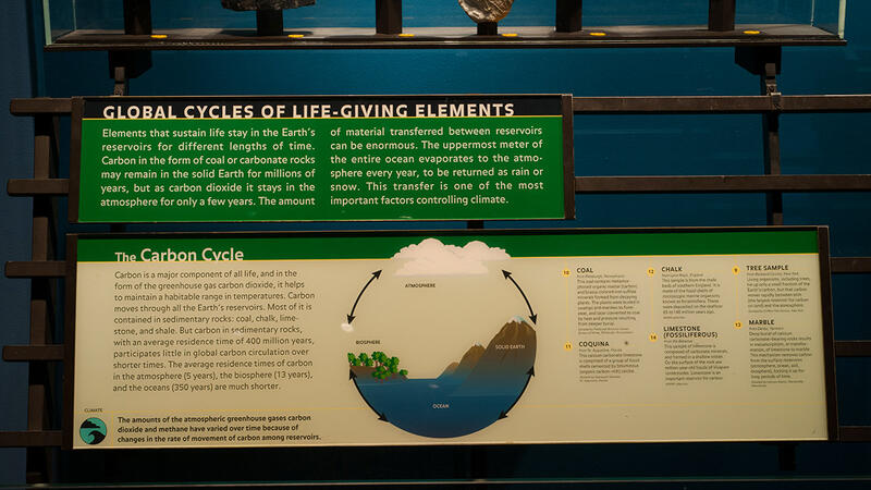 The Carbon Cycle | AMNH