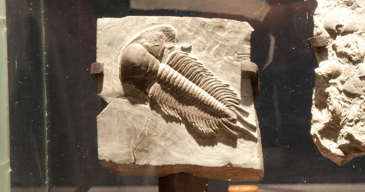 Trilobite | AMNH