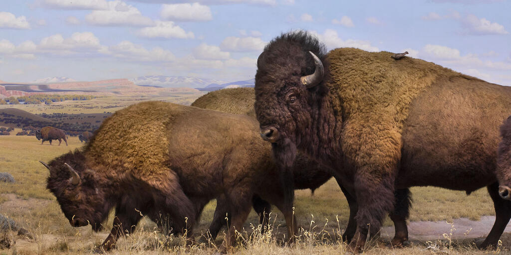 Night At The Museum Bison