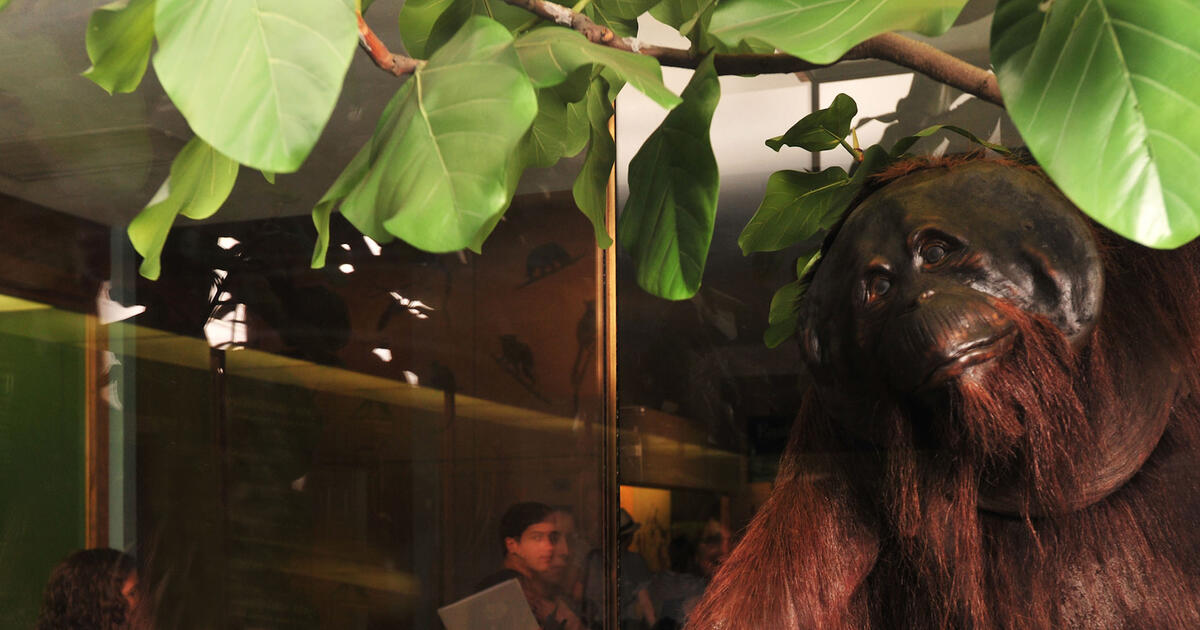 Hall of Primates | American Museum of Natural History