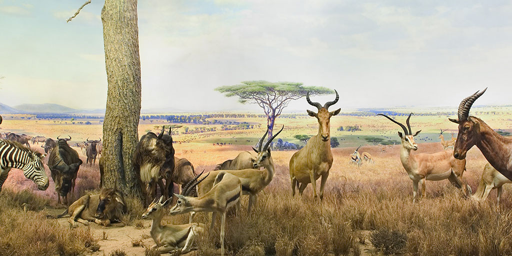 Museum Of Natural History Dioramas The American Museum Of Natural