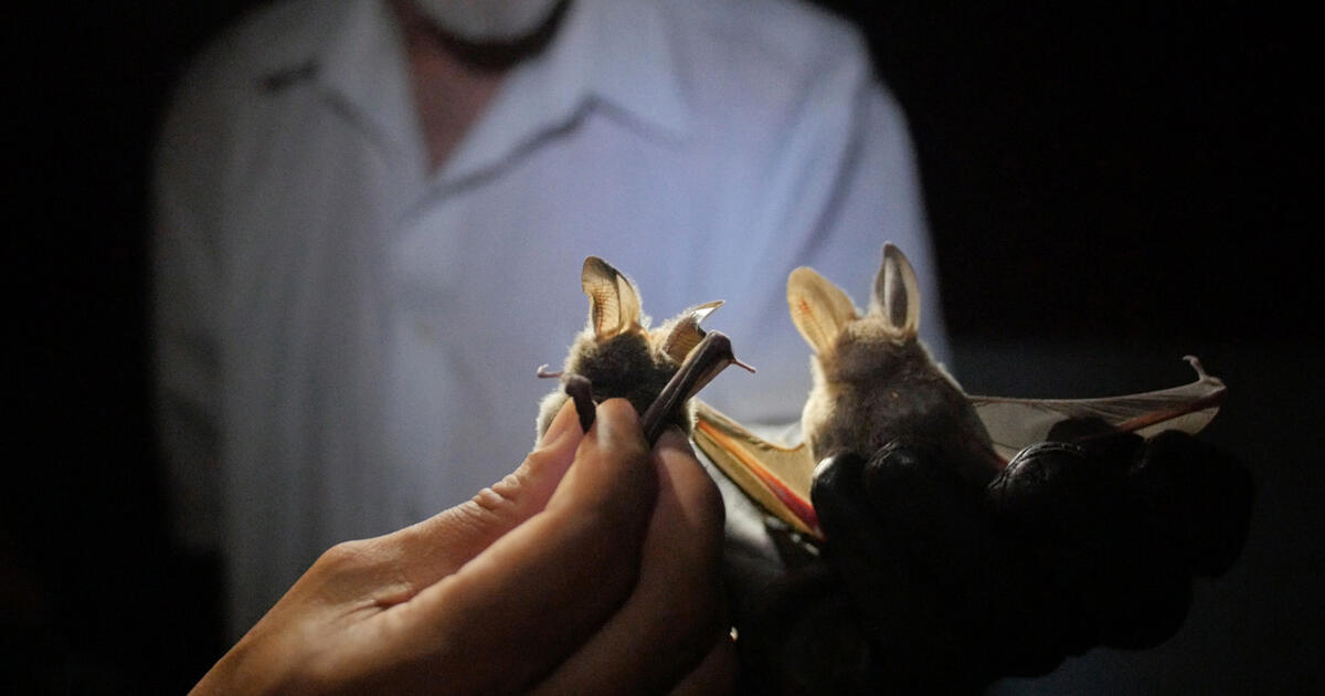 Caribbean Biodiversity as Seen Through Cuba's Bats | AMNH