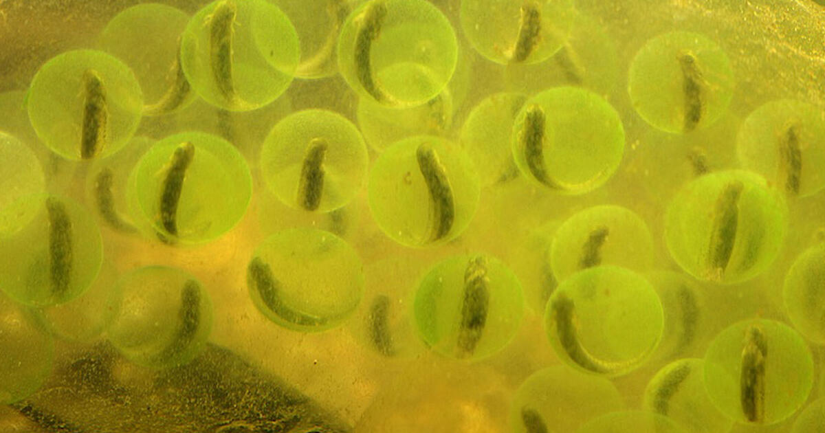 Single-Celled Algae in Salamander Embryos | AMNH
