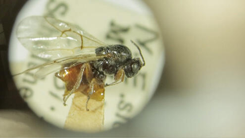 Alfred Kinsey's Gall Wasp Collection | AMNH