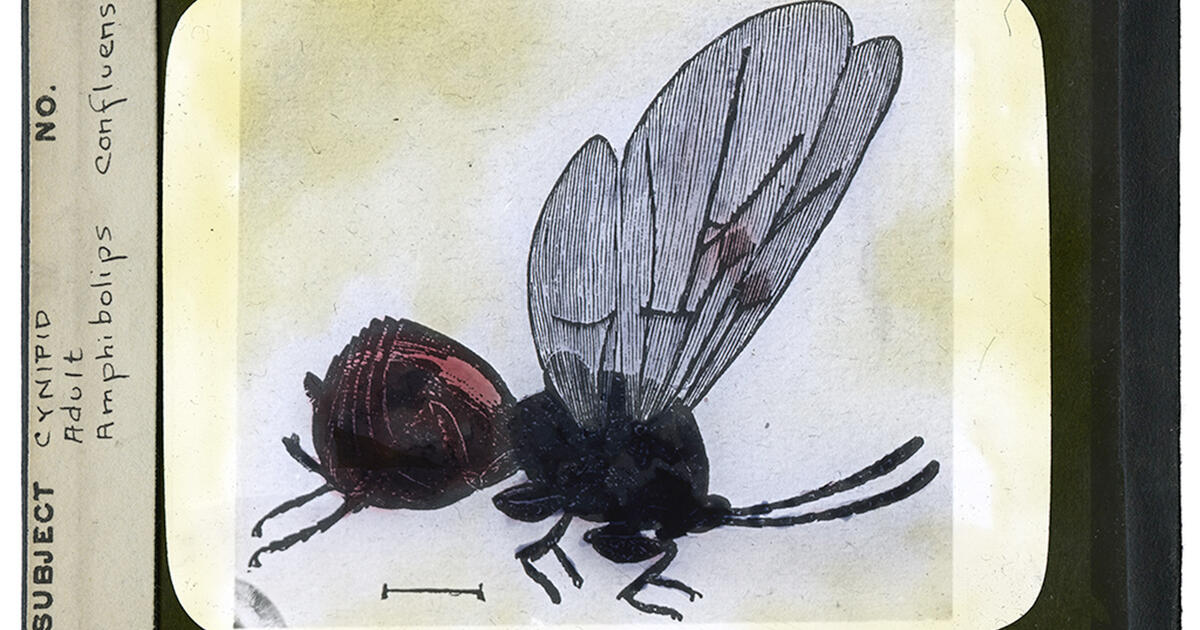 Alfred Kinsey's Gall Wasp Collection | AMNH