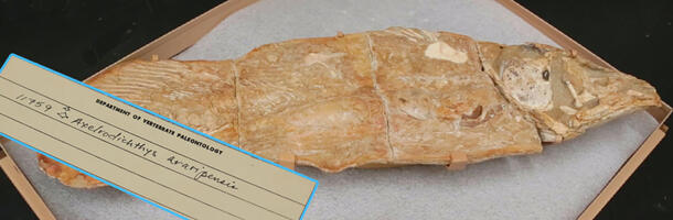 Discovery and Preservation of a Coelacanth | AMNH