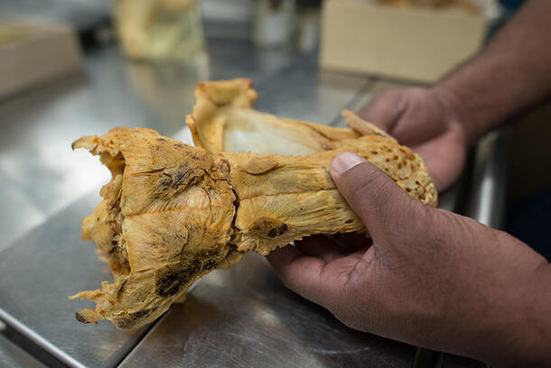 Discovery and Preservation of a Coelacanth | AMNH