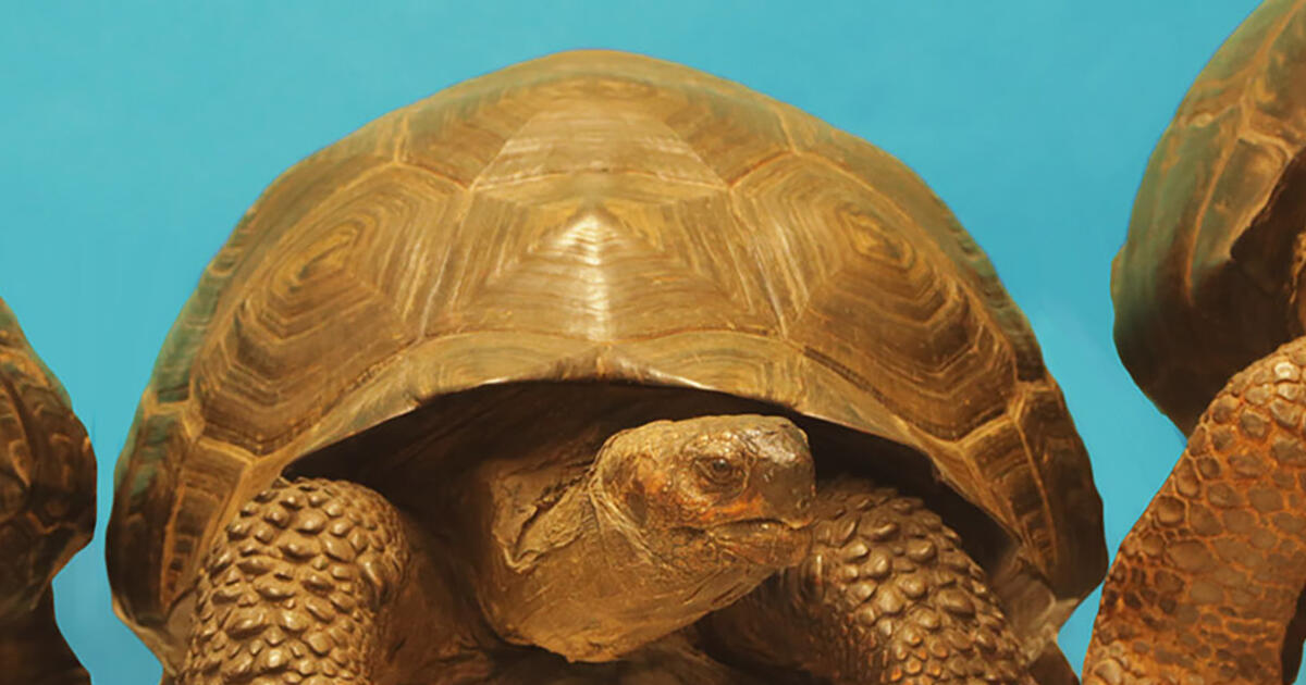 Museum Taxonomy: Structuring Collections | AMNH