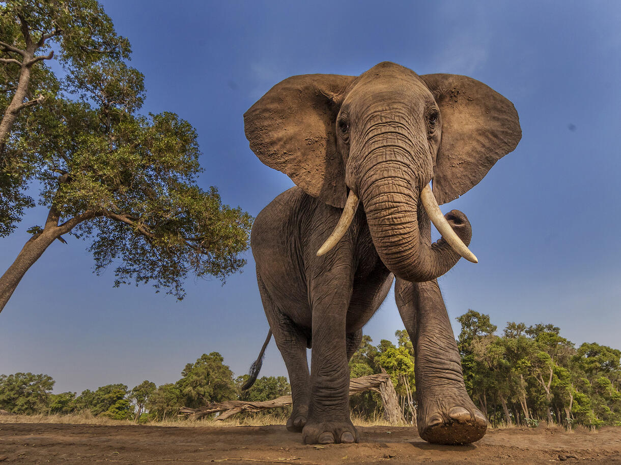 The Secret World of Elephants Exhibition | AMNH