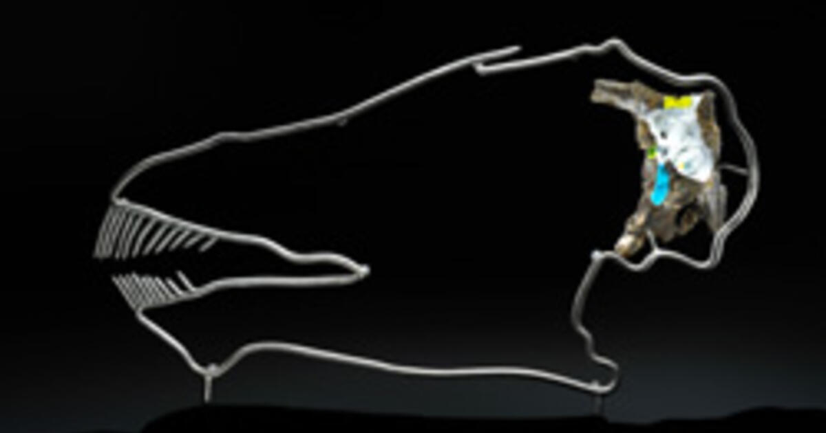 Brain Case of Diplodocus Longus Revealed | AMNH