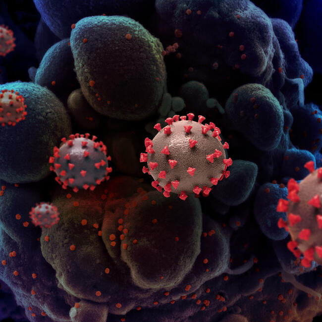 Viruses & Vaccine Science in the Covid Era: Resources | AMNH