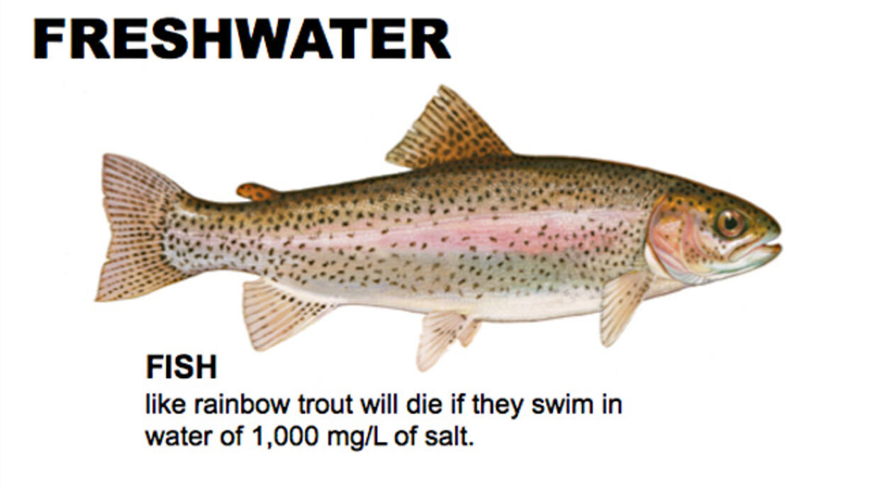 Salt and Ecosystems Case Studies | AMNH