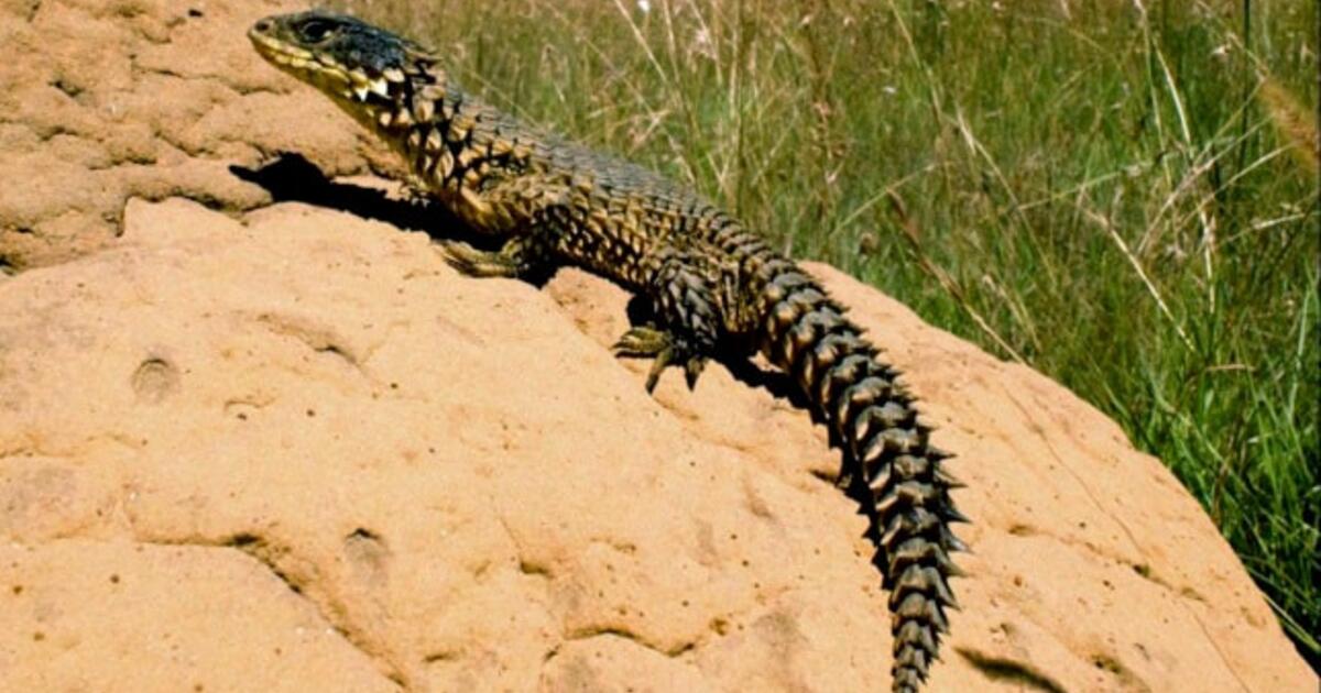 Newly Named Lizard Genus Honors Tolkien | AMNH