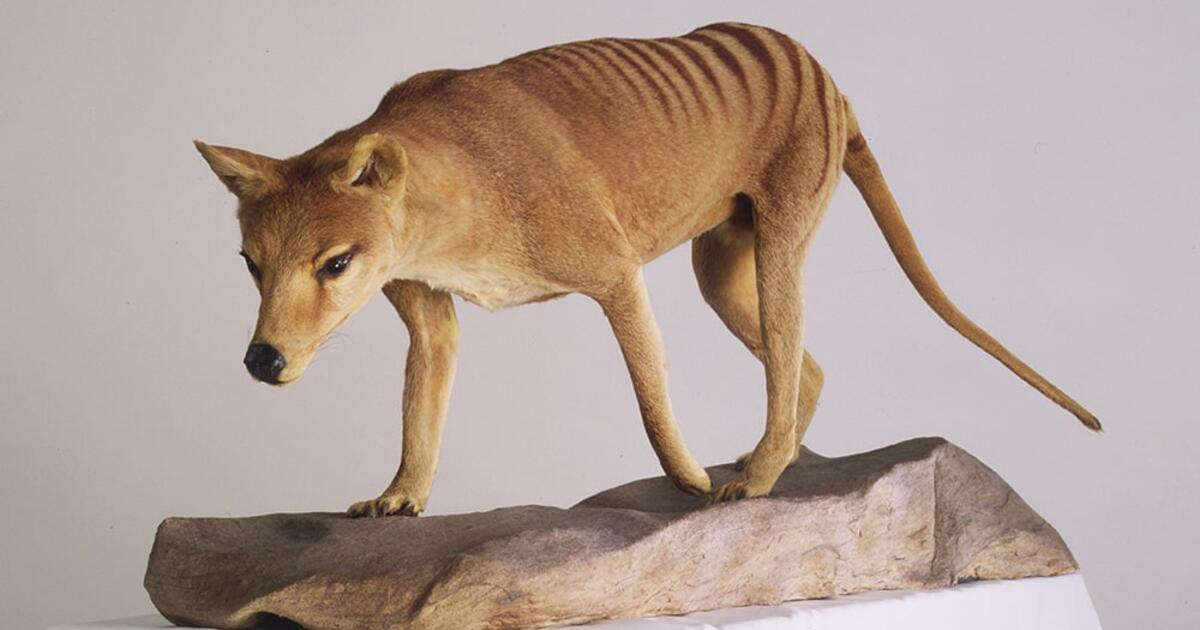 Thylacine Tasmanian Wolf