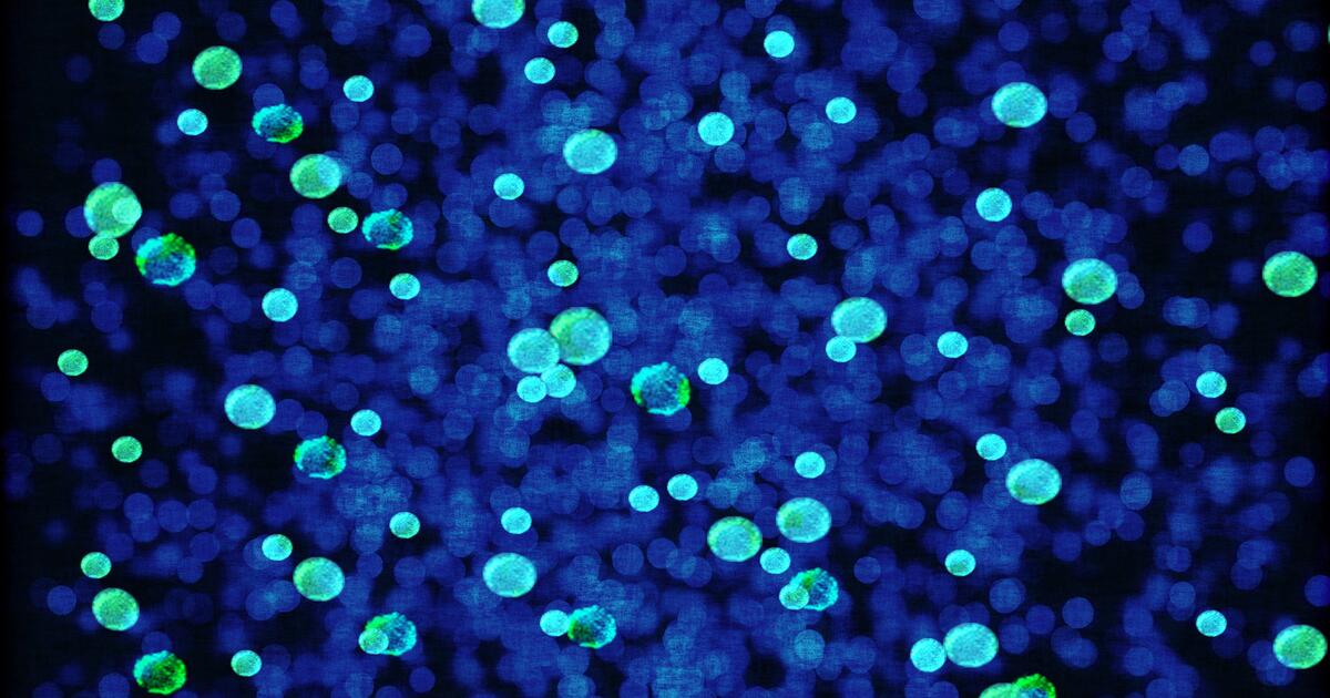 Facts About Microbes | American Museum of Natural History