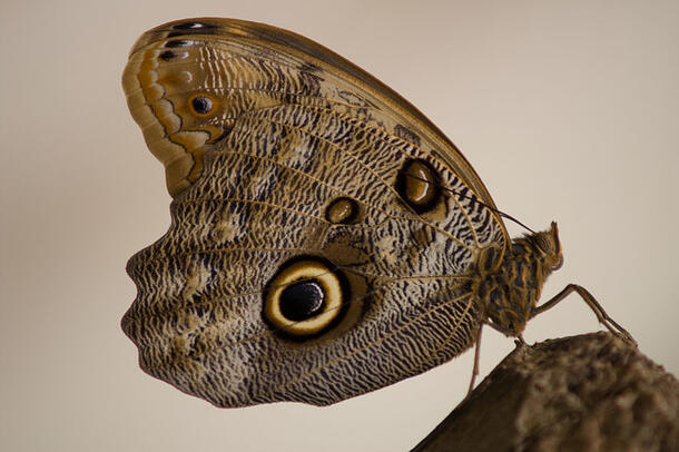 Butterfly Species on View: A Closer Look | AMNH