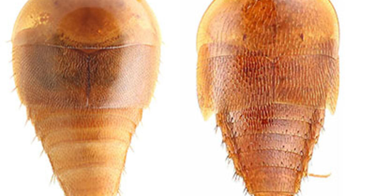 Parasitic Beetle Preserved in Amber Fossil | AMNH