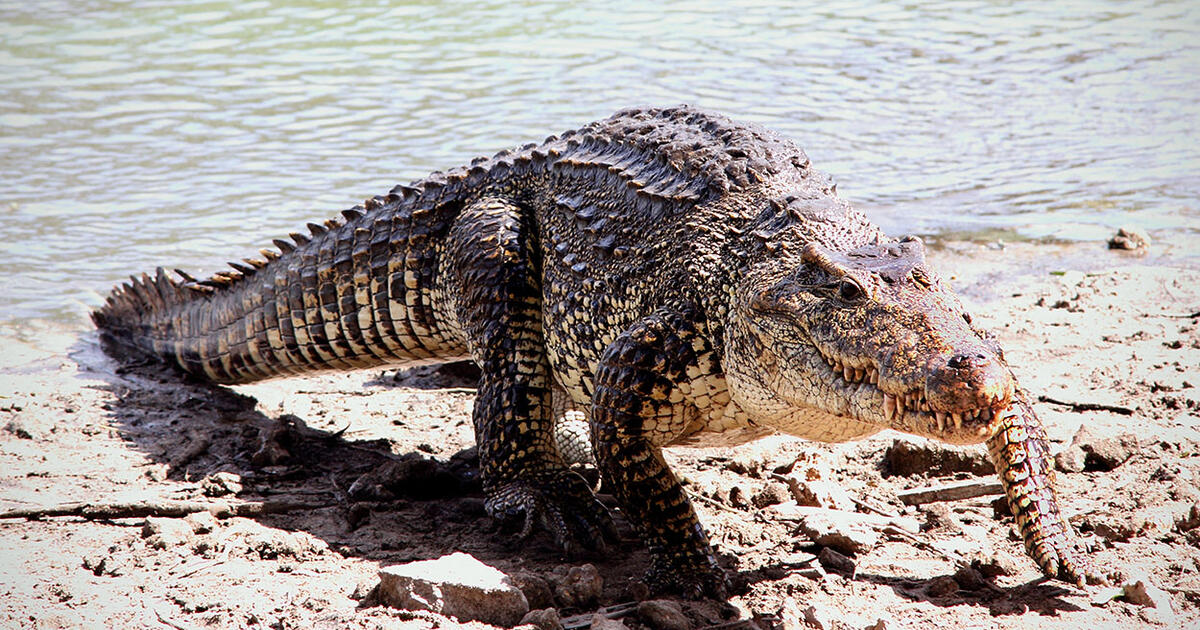 Animals of Cuba: Endemism Explained | AMNH