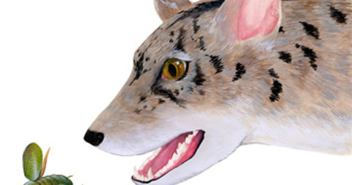 Miacis Evolution Of The Dog