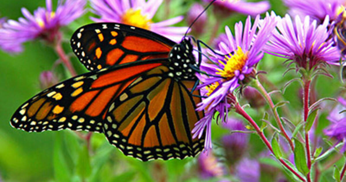 A Guide to the Butterfly Life Cycle | AMNH