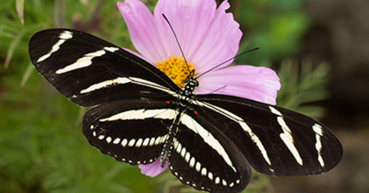 Butterfly Species on View: A Closer Look | AMNH