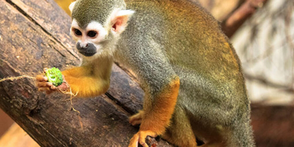 Squirrel Monkeys Eating