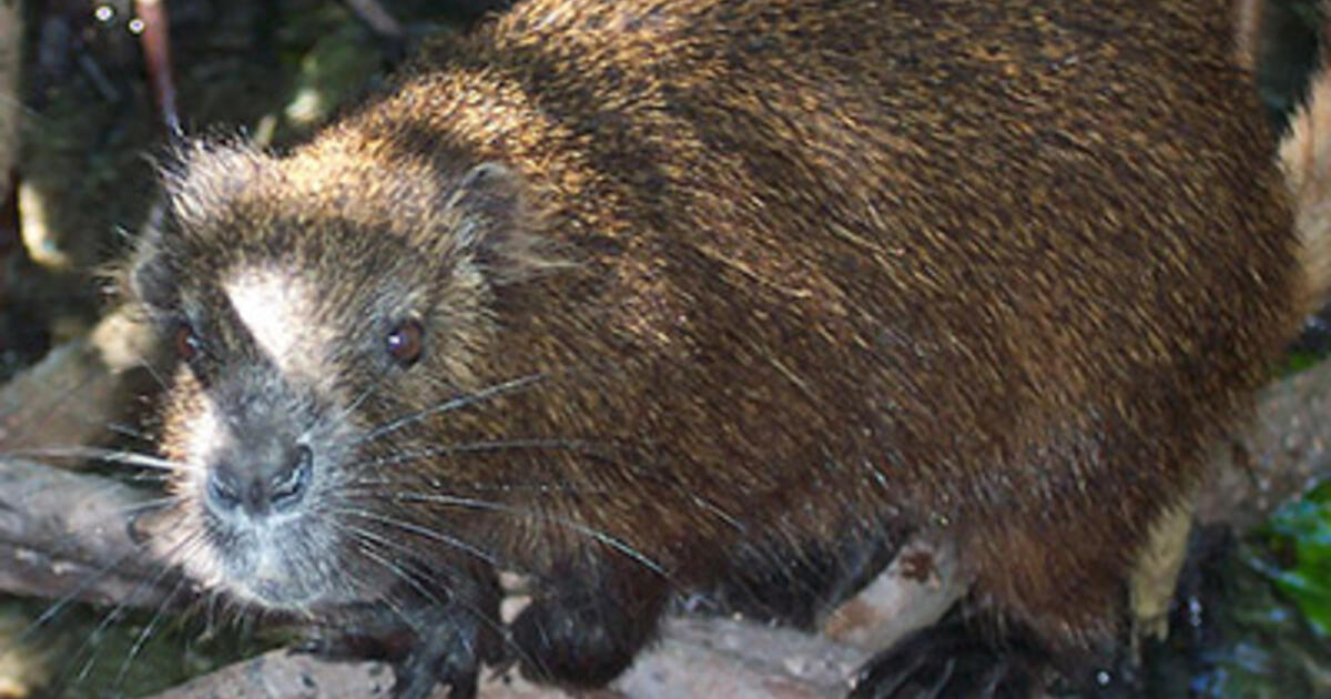 Demarest's Hutia: Giant Rodents of Cuba | AMNH