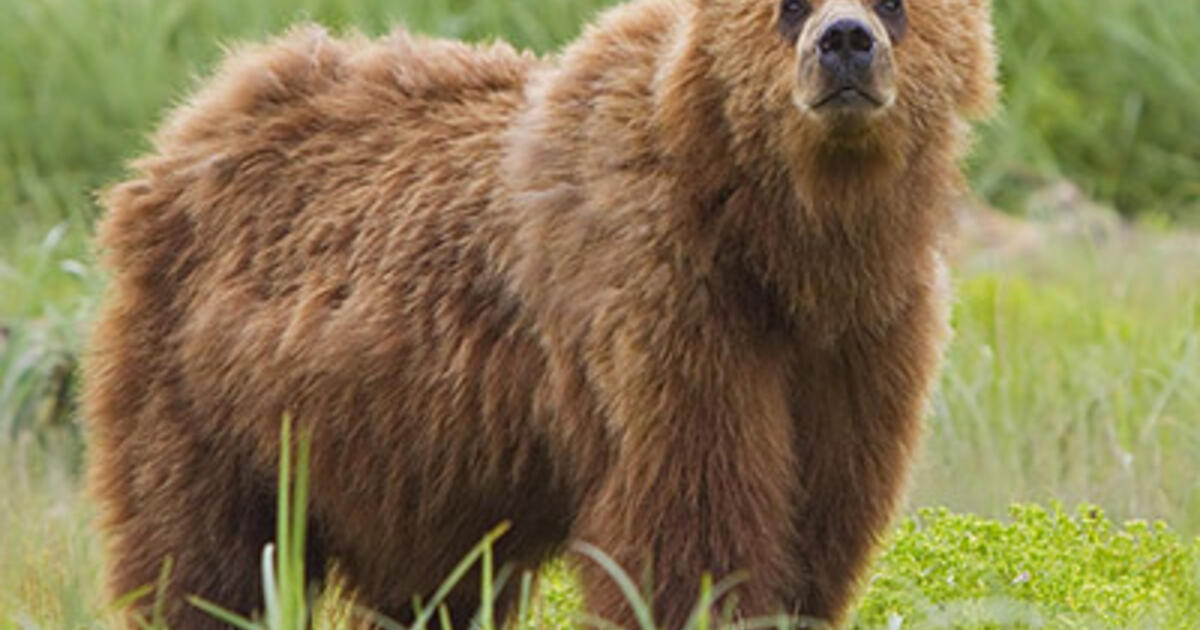 Hibernation Explained: How Animals Survive Winter | AMNH