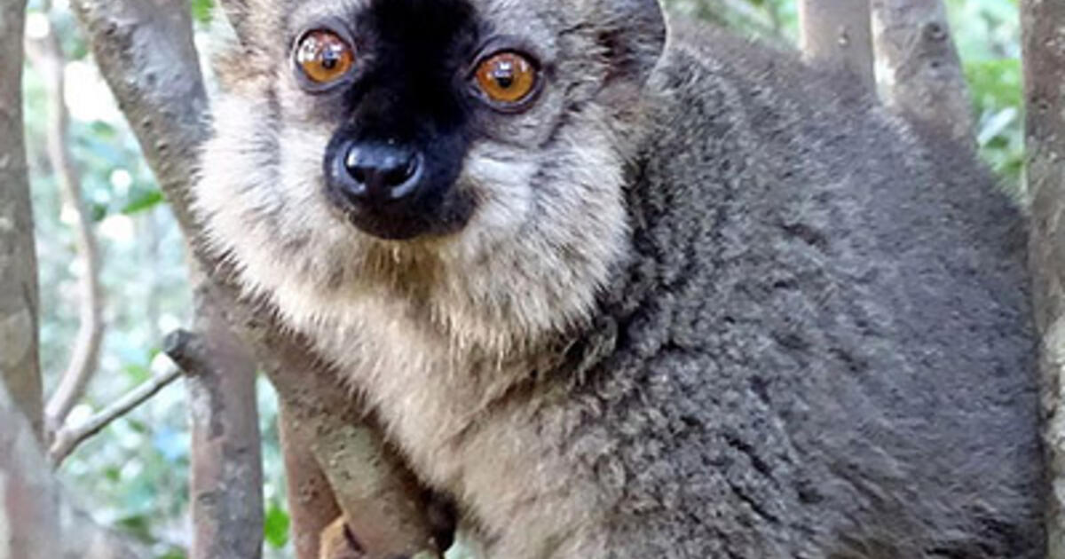 Island Life Shaped Lemur Evolution | AMNH