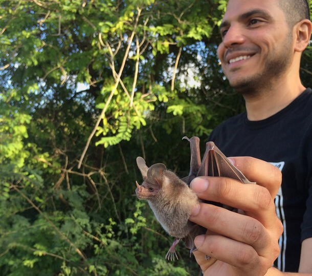 Haiti's Diverse Bat Population | AMNH