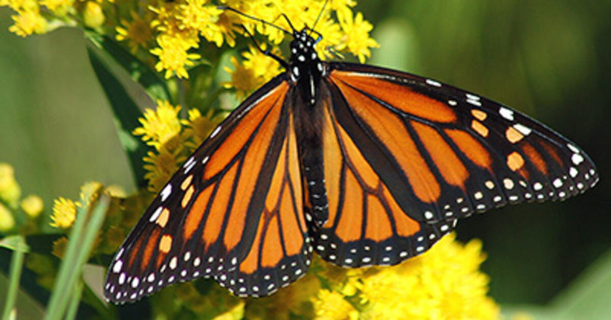 Aposematism: Nature's Warning Signals Explained | AMNH