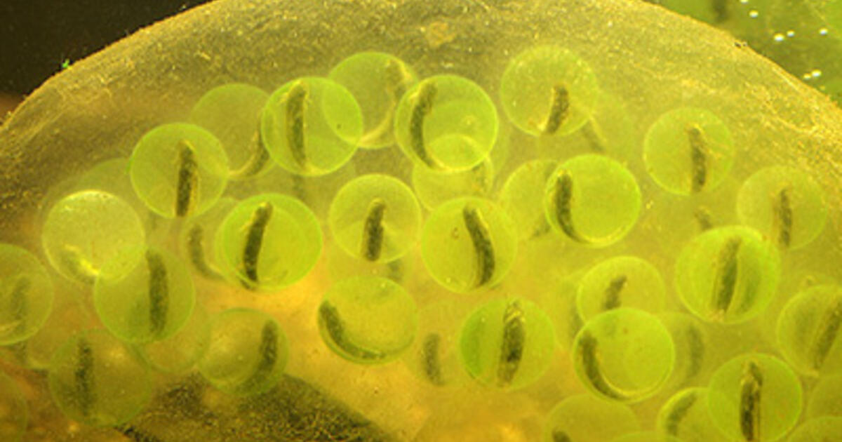 salamander larvae cells