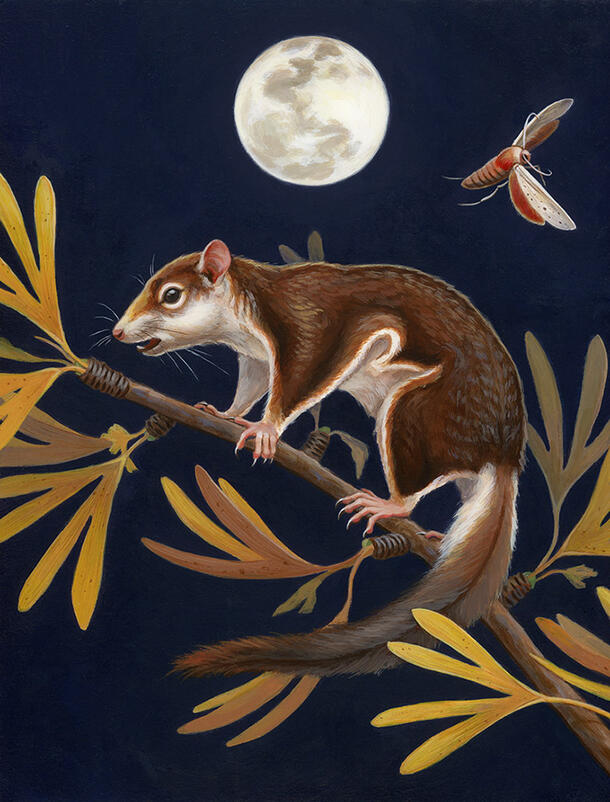 Extinct Gliding Mammal and Ear Evolution | AMNH