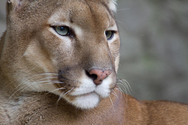 cougar face