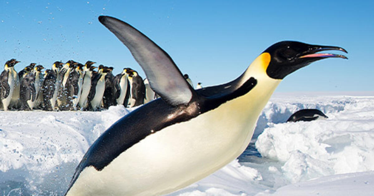 Why Penguins Can Only Taste Salty and Sour Foods | AMNH