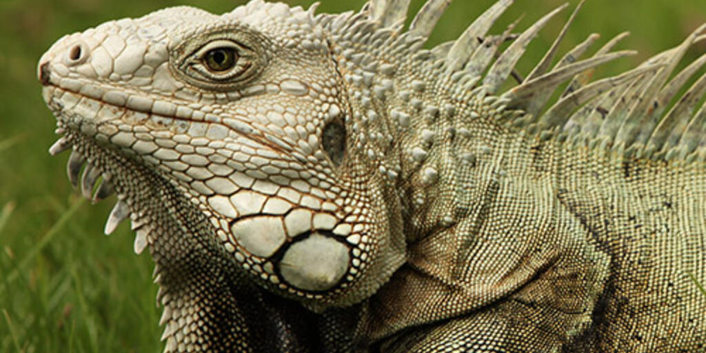 Flying Iguanas Facebook