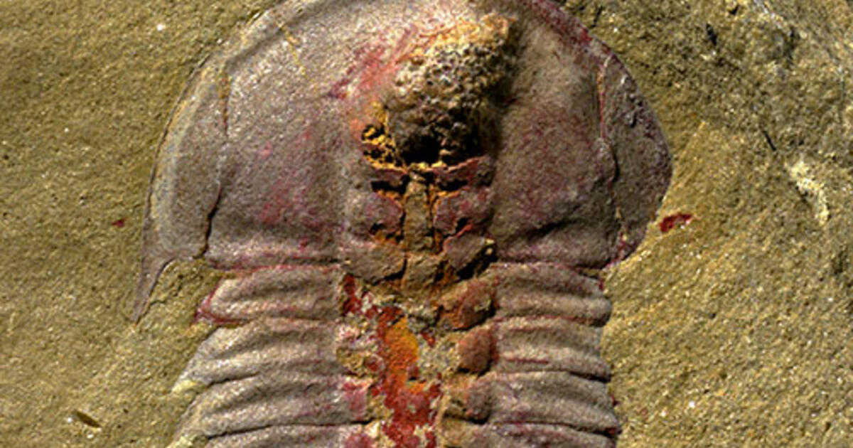 Early Trilobites Had Stomachs: New Fossil Study | AMNH