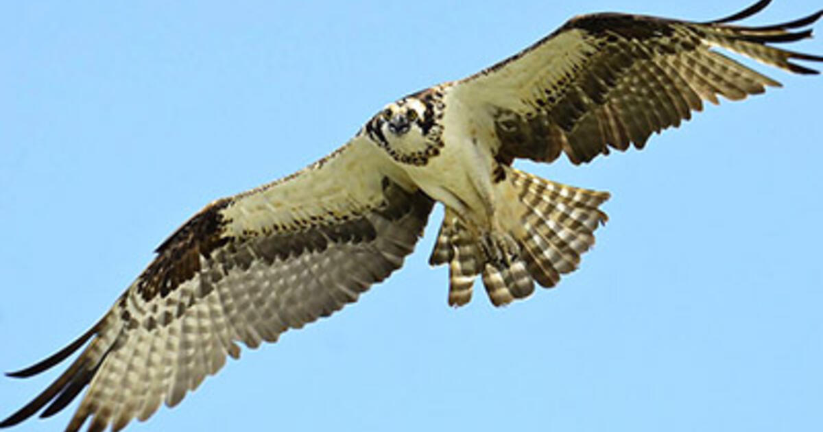 Cuban Stopover: Migratory Snowbirds | AMNH