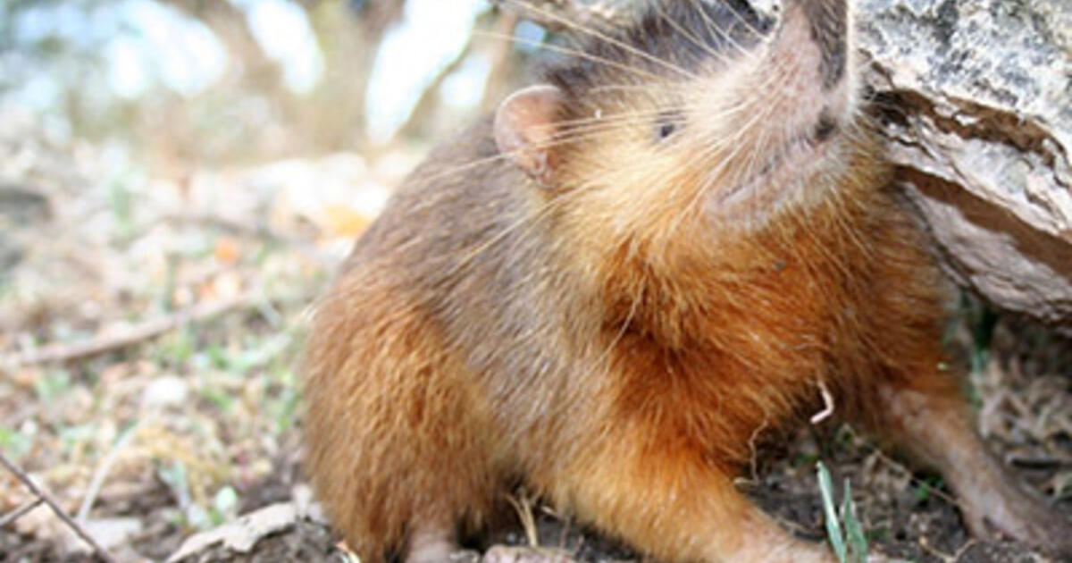 Animals of Cuba: Solenodons | AMNH