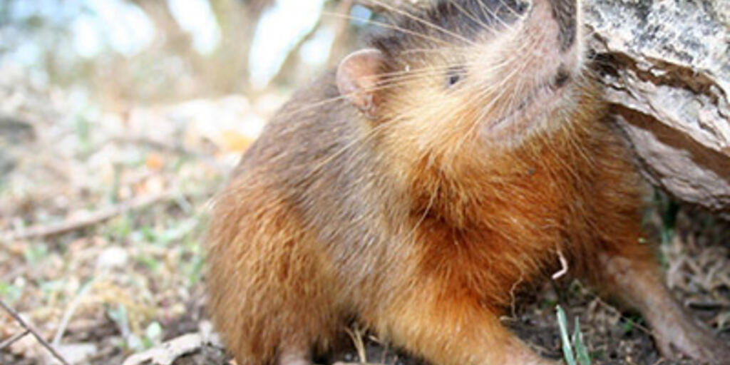 Cuban Wildlife Animals