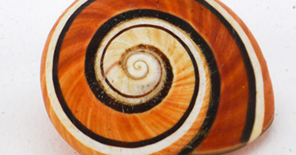 Painted Snails of Cuba: 'Polymita' for Many Stripes | AMNH