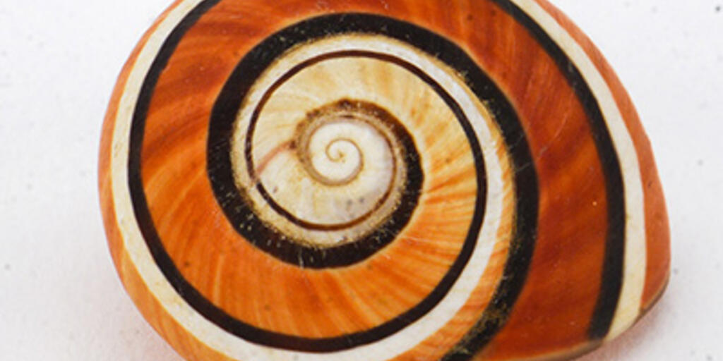 Snail Shell